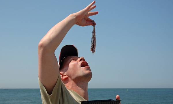 Alles over de haring | PlusOnline