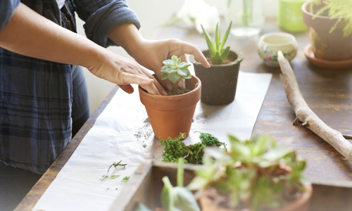 Tuinieren: zo maak je er nog meer van | PlusOnline