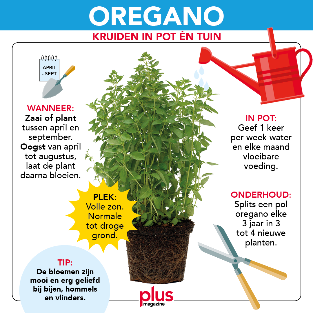 Hoe zaai en oogst ik oregano? | PlusOnline