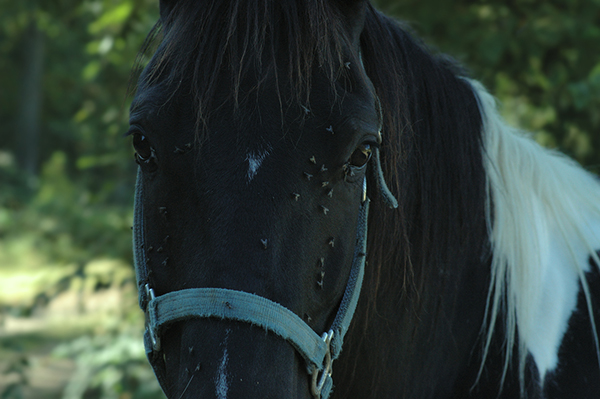 Wat te doen na een beet van de paardenvlieg | PlusOnline