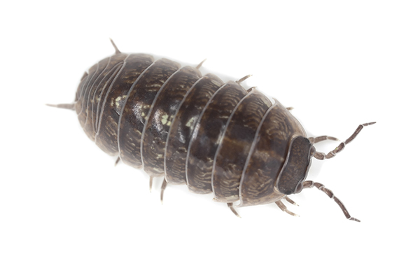 Top 12: deze griezelige beestjes verschuilen zich in uw huis | PlusOnline