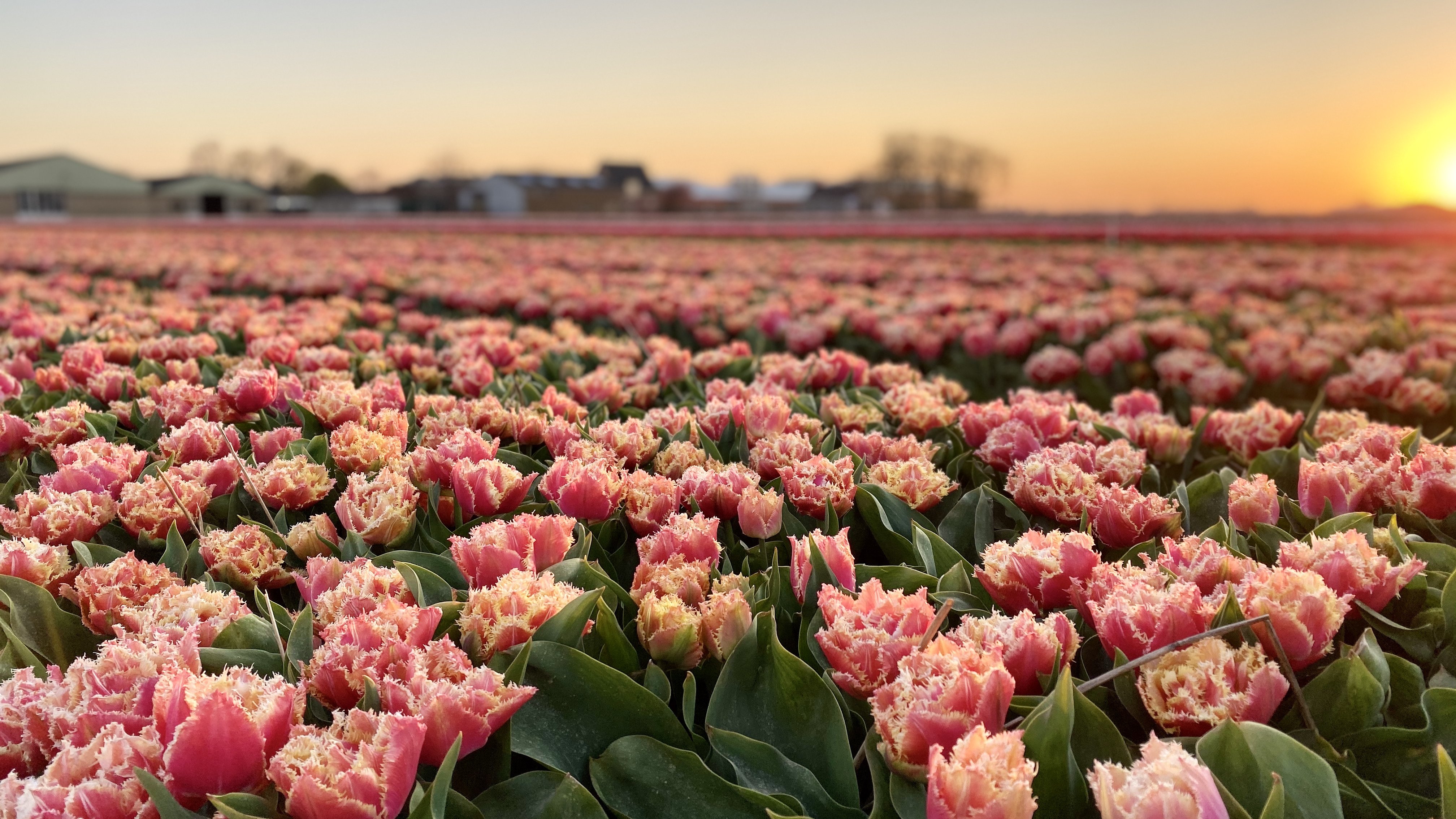 Waar staan de tulpen in bloei? | PlusOnline