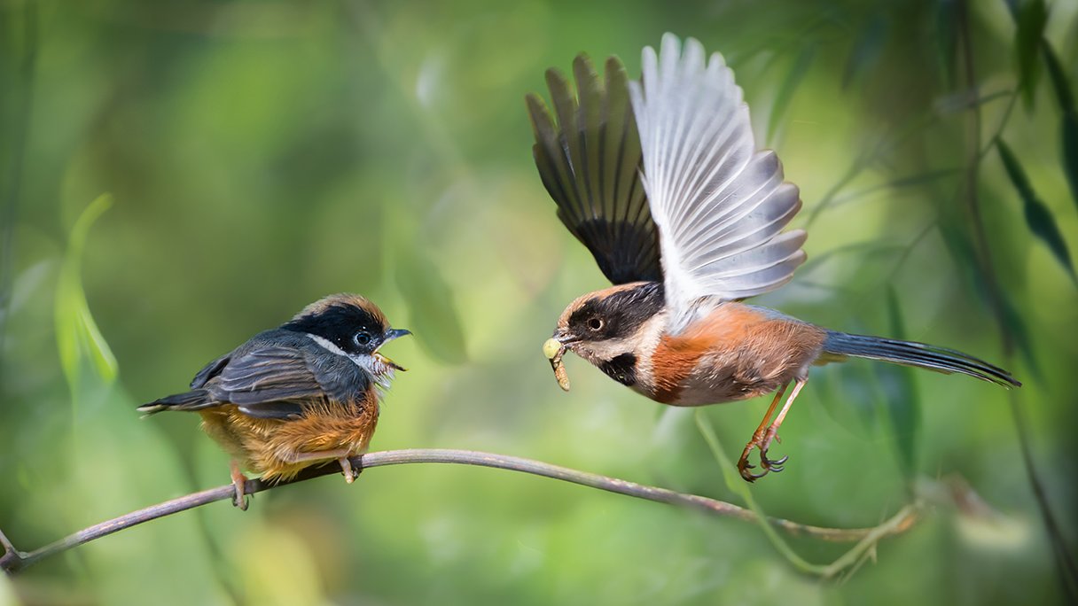 Jonge vogels in de tuin | PlusOnline