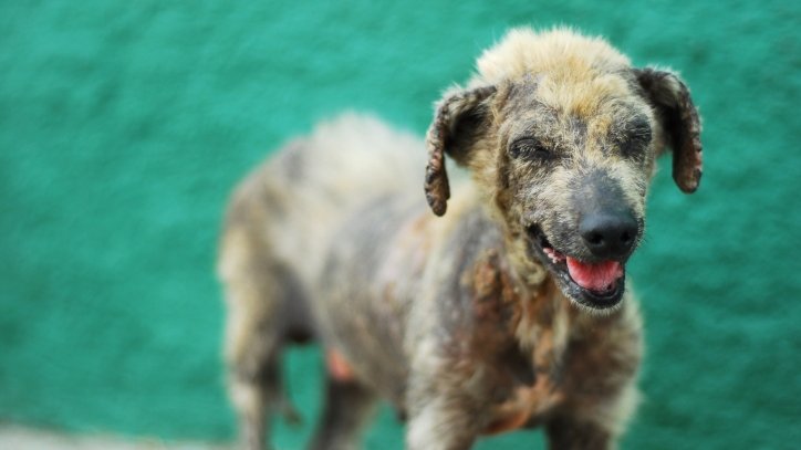 Symptomen Hondsdolheid Hond Vaccinatie Tegen Rabiës Voor Honden Op