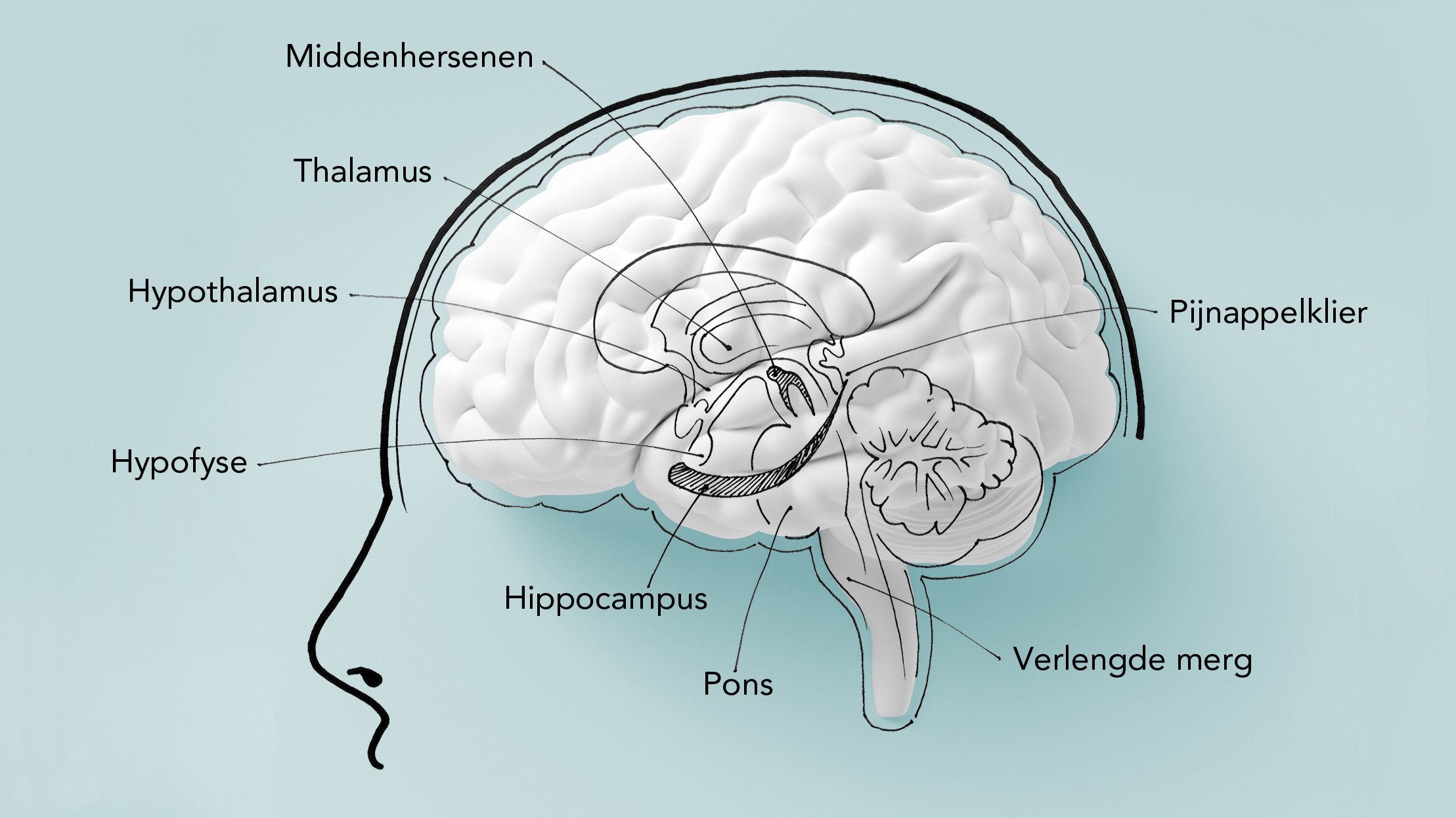 De hersenonderdelen en hun functies | PlusOnline