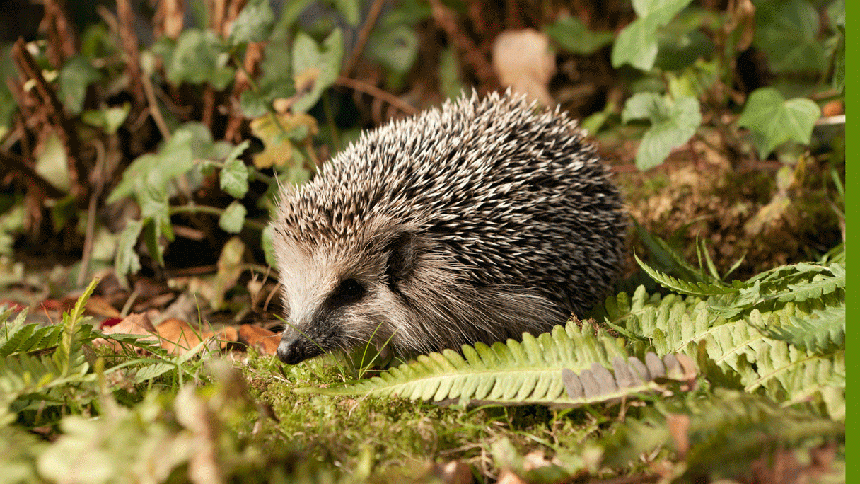 Ode aan de egel | PlusOnline
