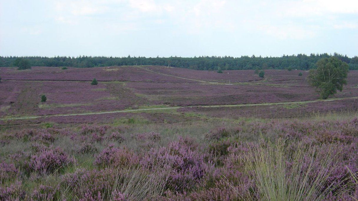 Drie prachtige bos- en heideroutes | PlusOnline