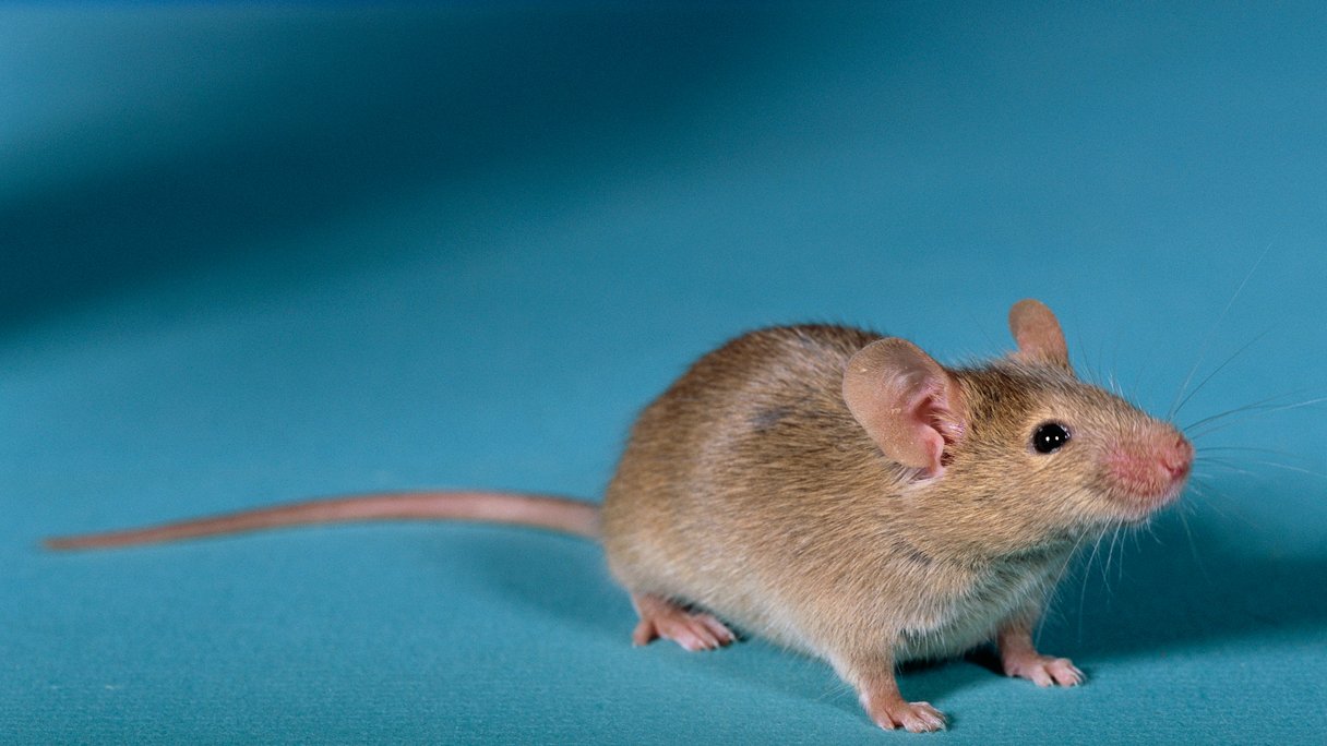 Zo houd je muizen buiten de deur | PlusOnline