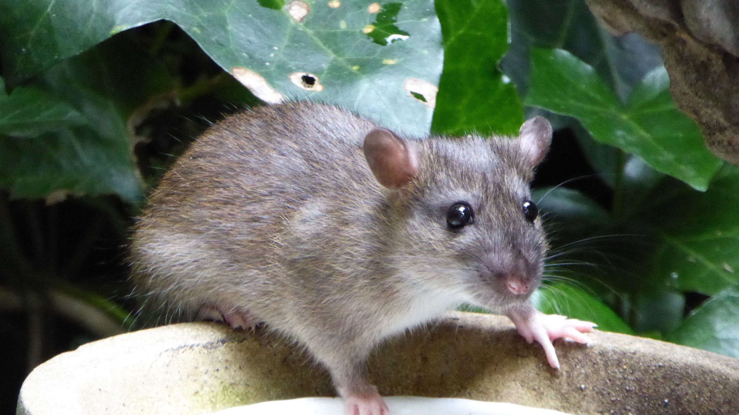 Houd de rat buiten de deur | PlusOnline