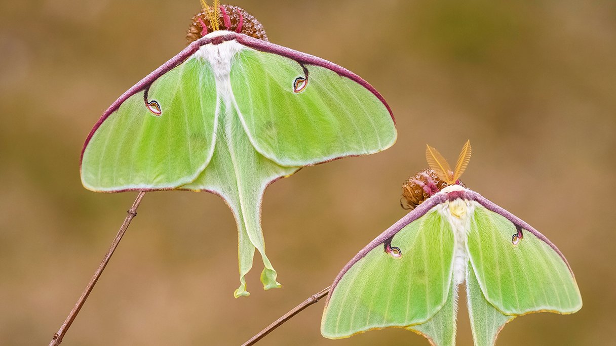 Motten: de verborgen pracht in je tuin | PlusOnline