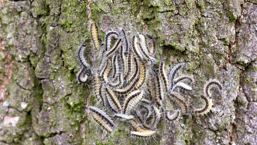 Meer overlast eikenprocessierups verwacht door warmte | PlusOnline