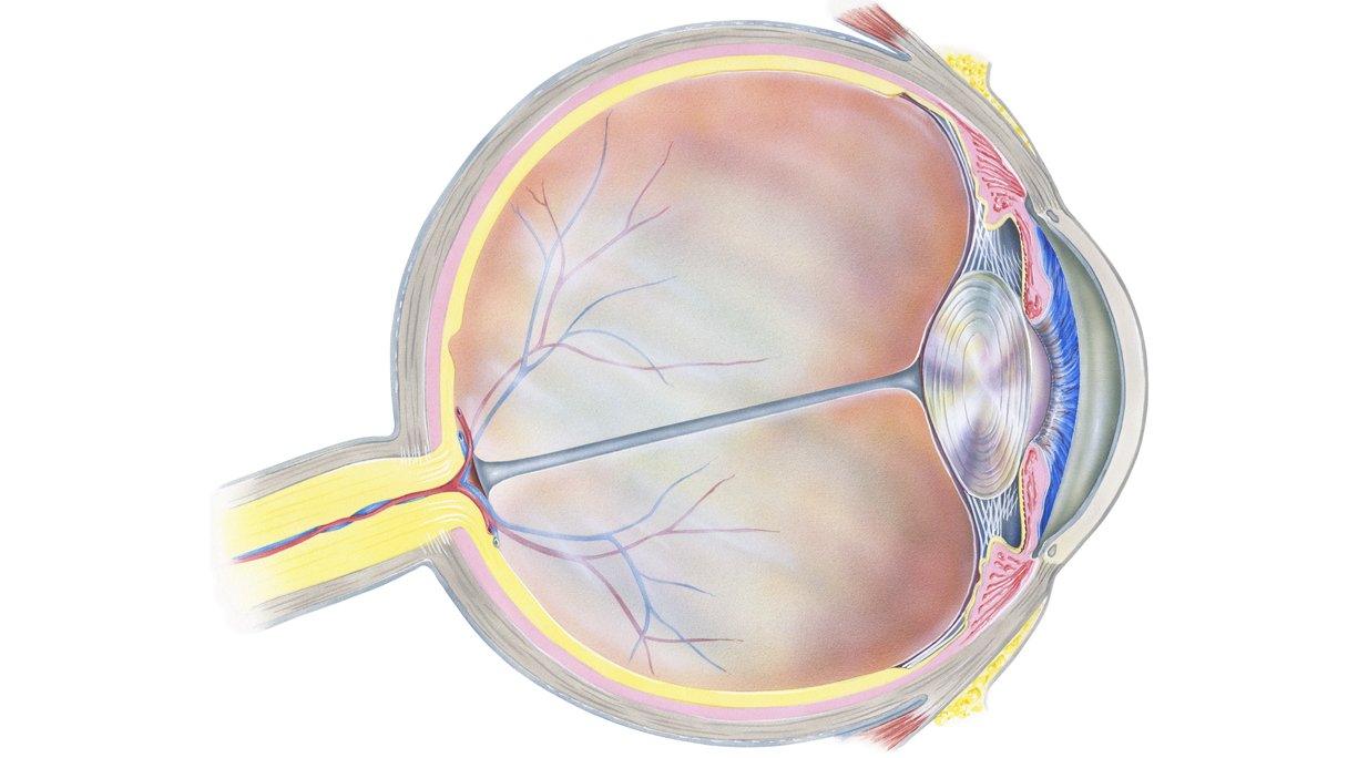 Video:staar | PlusOnline