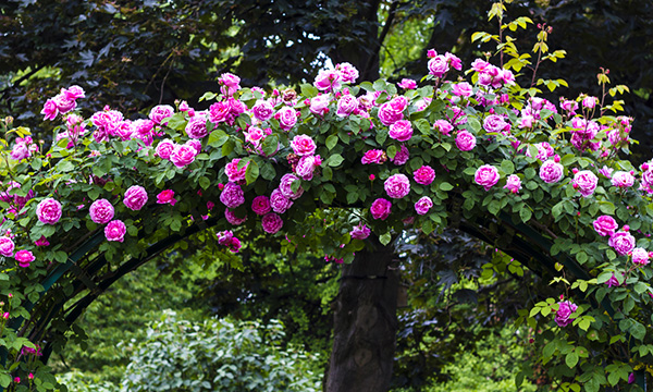 Tuintips juni | PlusOnline